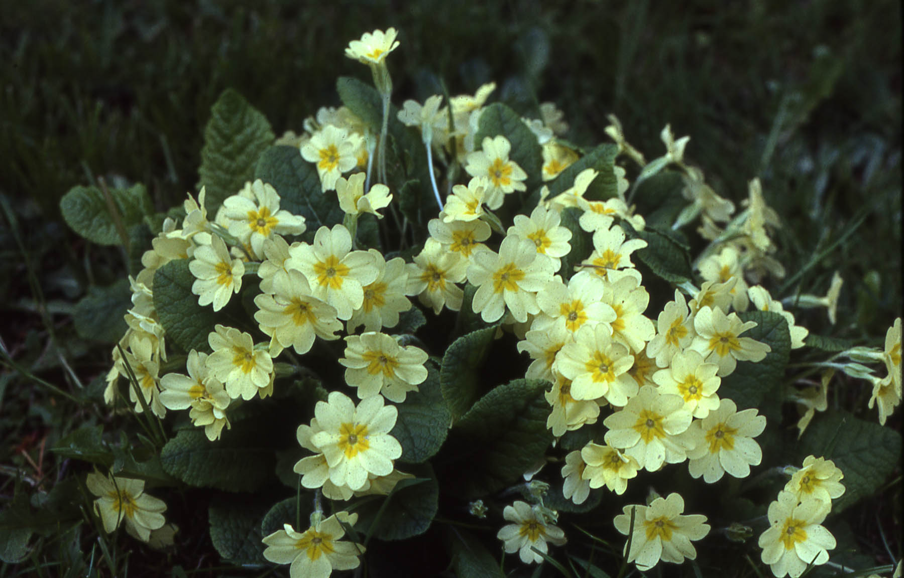 Starter list of Primula - The American Primrose Society