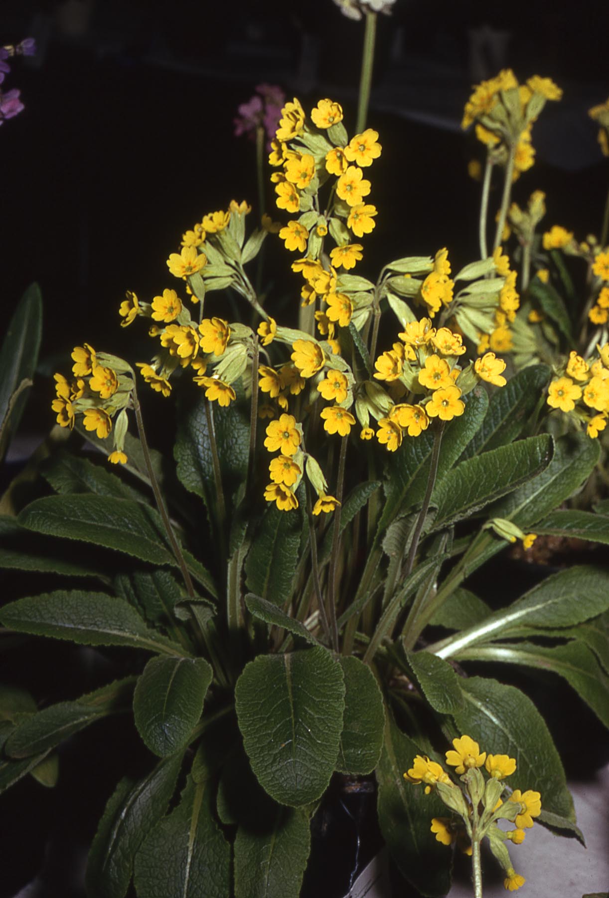 Starter list of Primula The American Primrose Society