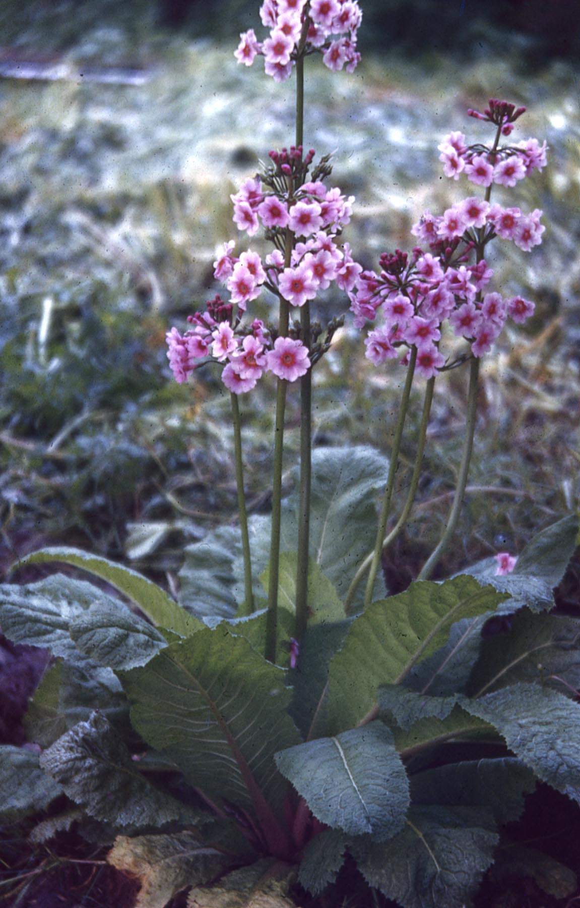 Starter list of Primula The American Primrose Society
