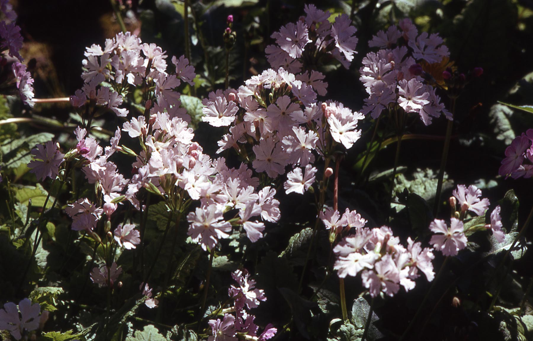 Starter list of Primula The American Primrose Society