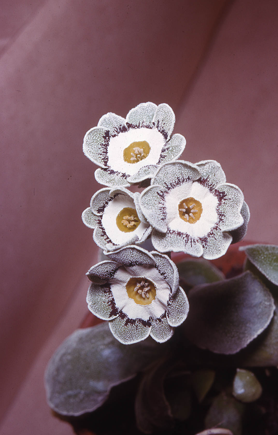 Auricula basics - The American Primrose Society